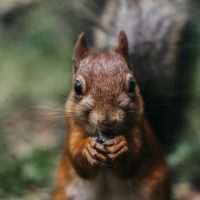 2025 – Project Squirrel